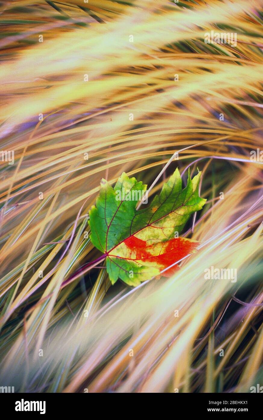 Multi-colored maple leaf caught between blades of grass. Autumn Stock ...