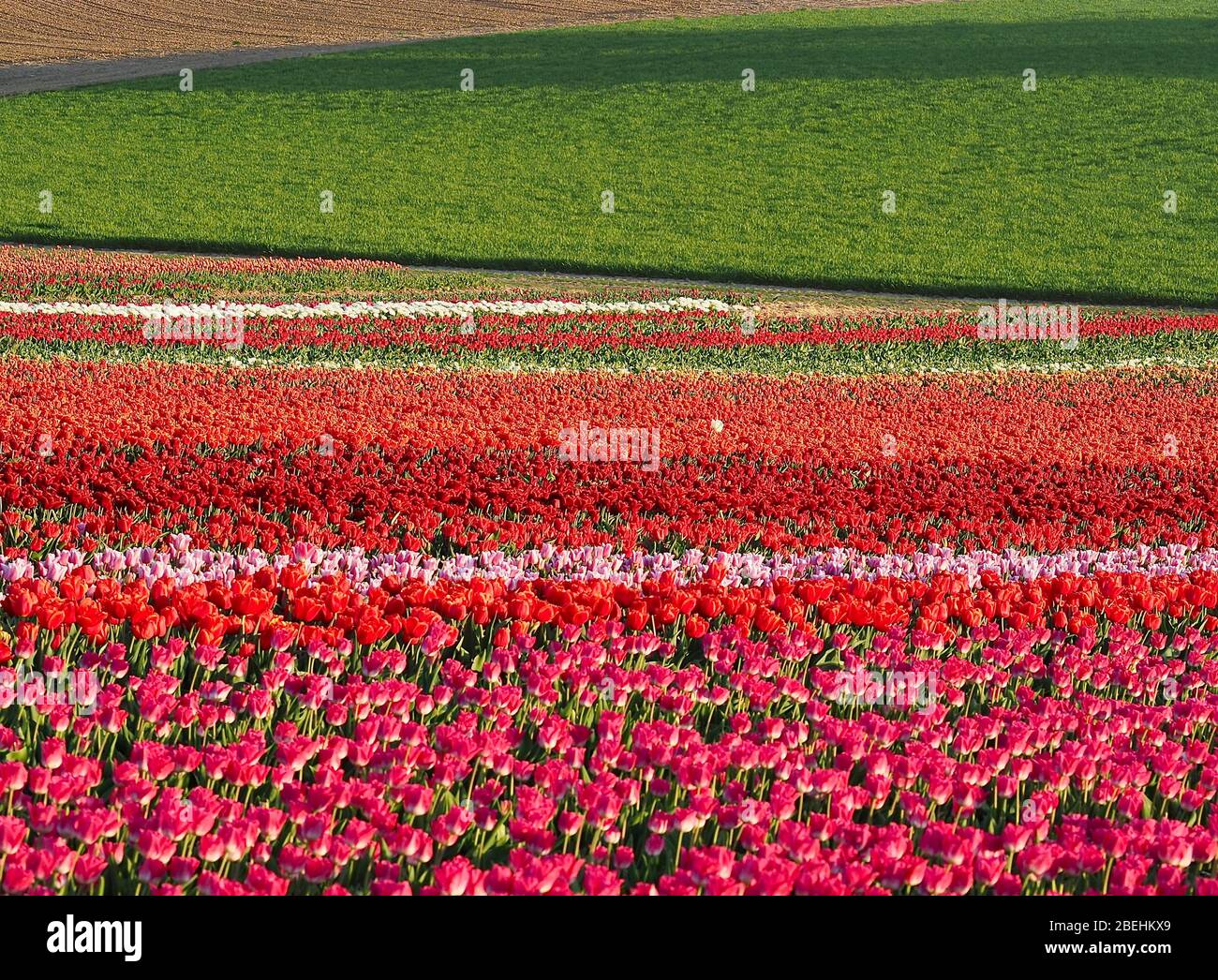 Field of beautiful blooming tulips for agriculture in Grevenbroich in ...