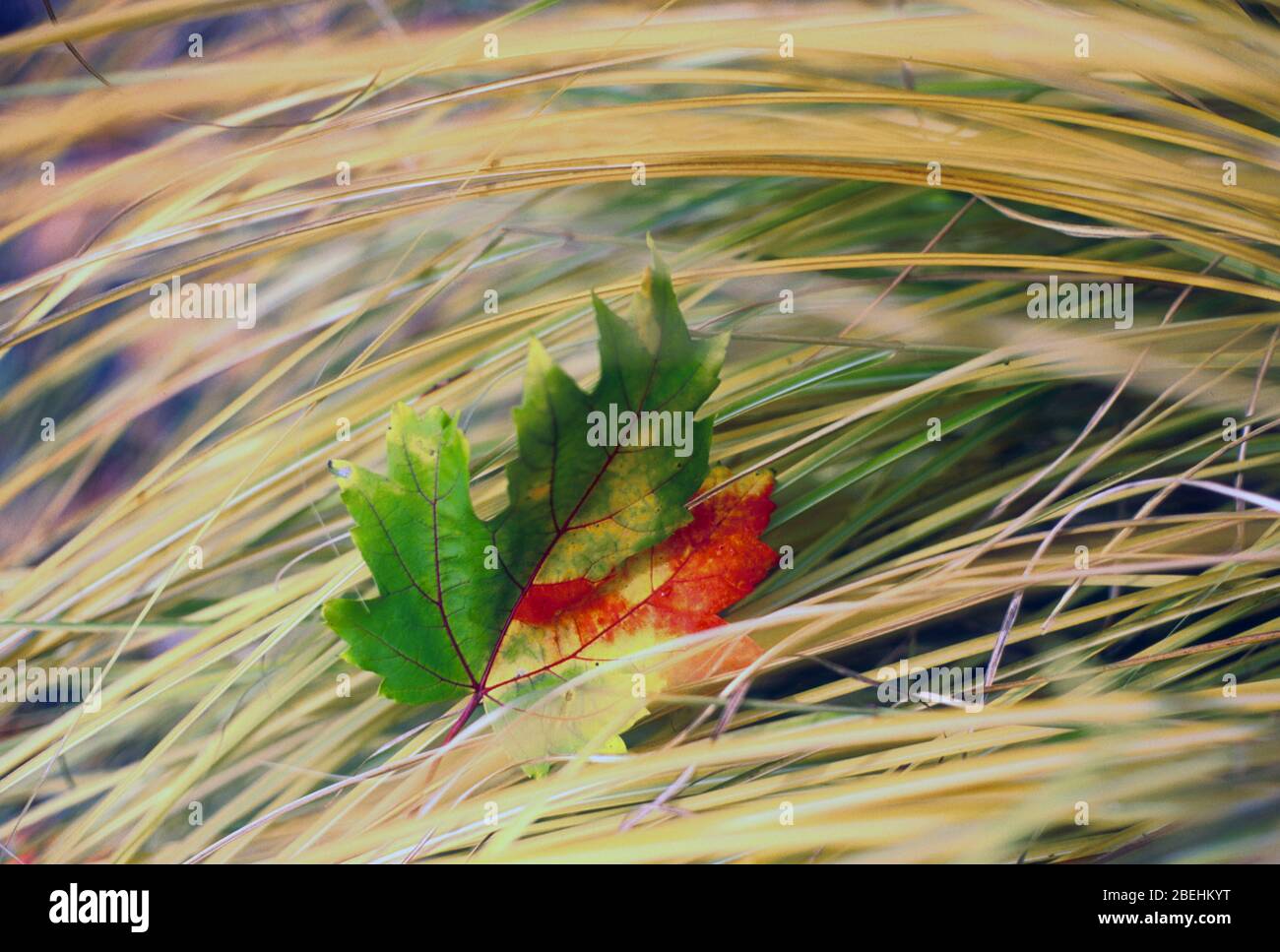 Multi-colored maple leaf caught between blades of grass. Autumn Stock ...