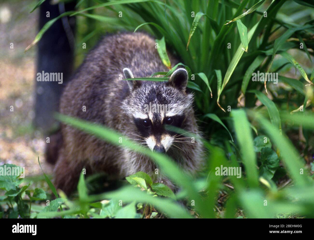 Raccoon Eyes High Resolution Stock Photography and Images - Alamy