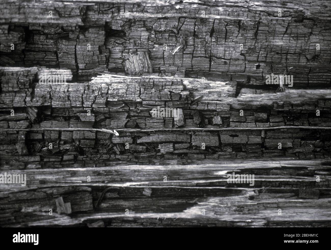 Log decaying hi-res stock photography and images - Alamy