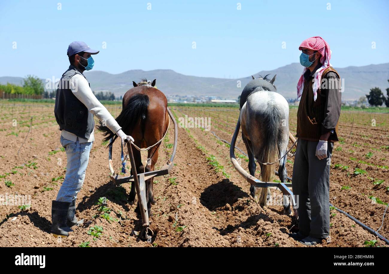 Damascus, Syria. 13th Apr, 2020. Syrian farmers work in farmland in the ...