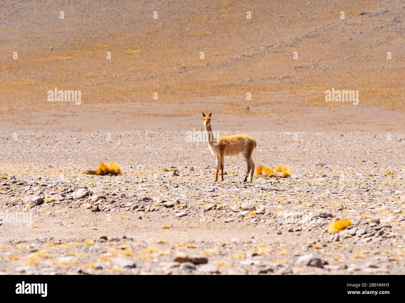 Portrait of a cute Vicuna (Vicugna vicugna) in the altiplano, Andes ...