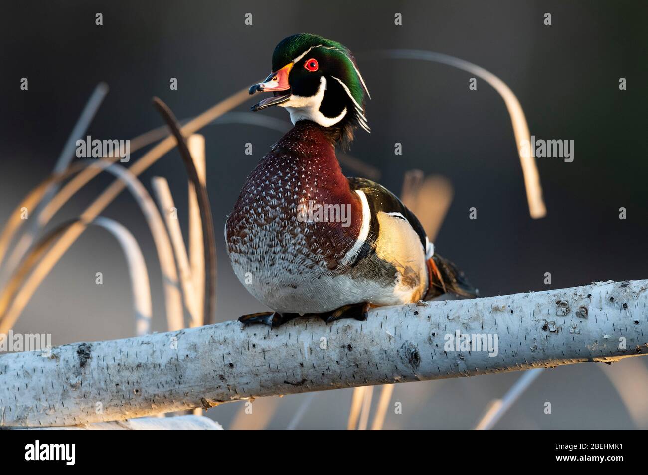 Wood ducks in the spring in Minnesota on a beaver pond Stock Photo - Alamy