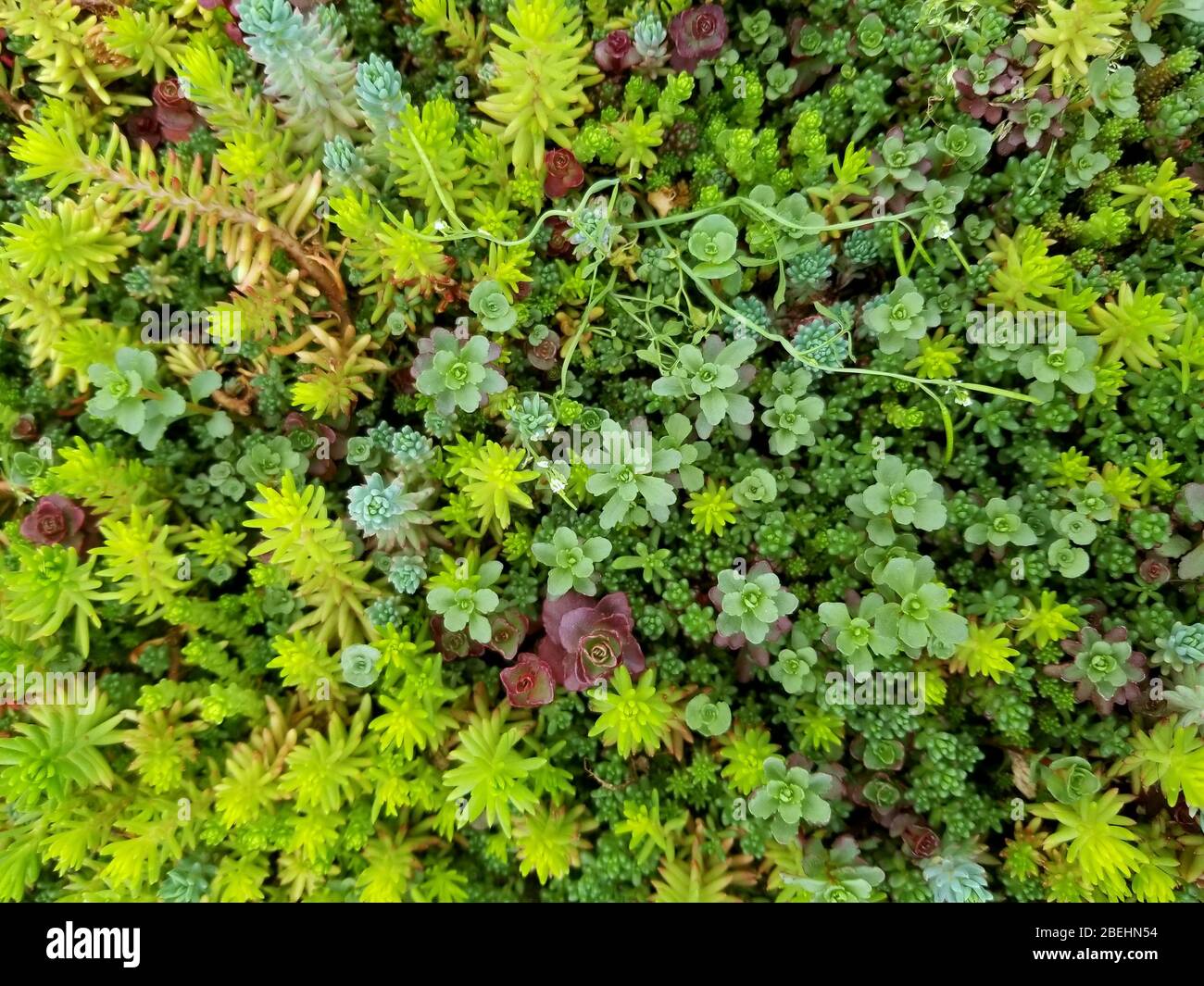Ground cover sedum hi-res stock photography and images - Alamy
