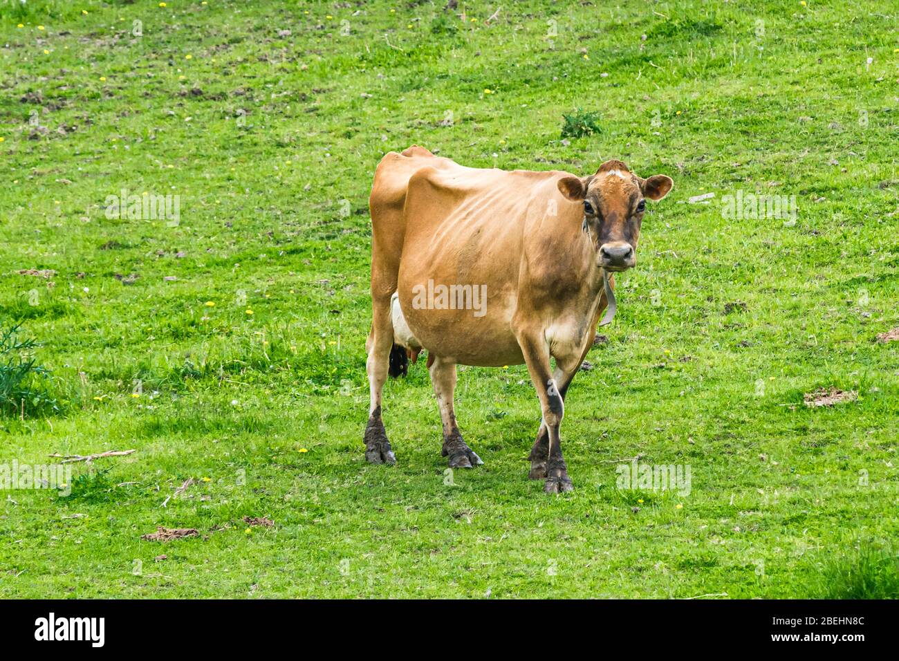 Jersey Cows Peterborough Farms Ontario Canada Stock Photo - Alamy