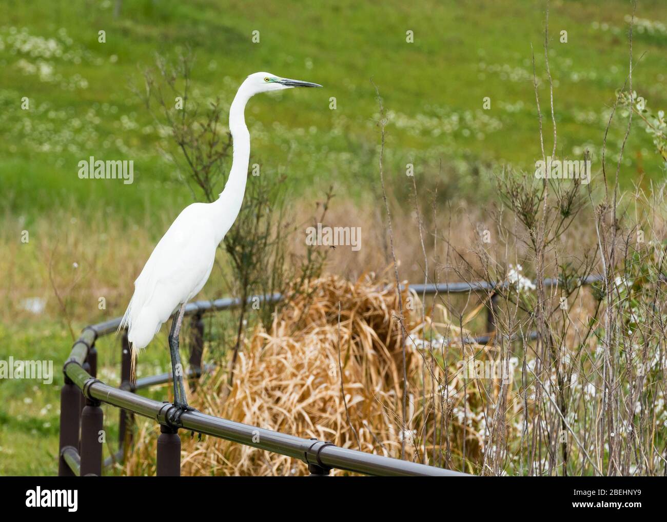 Birds on railing hi-res stock photography and images - Alamy