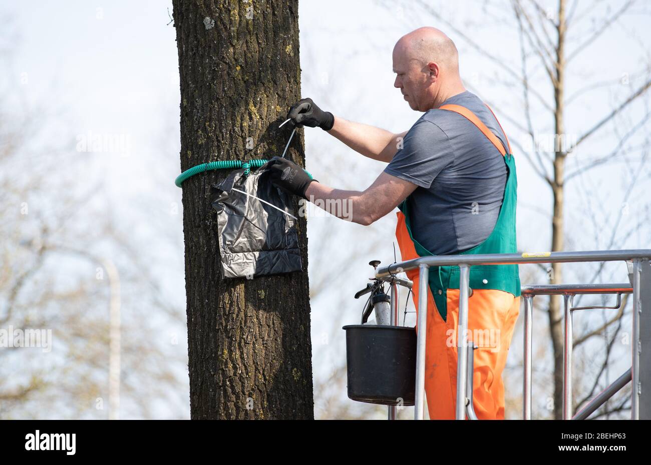 Nordhorn, Germany. 08th Apr, 2020. Tree-keeper Andre Kuipers installs ...