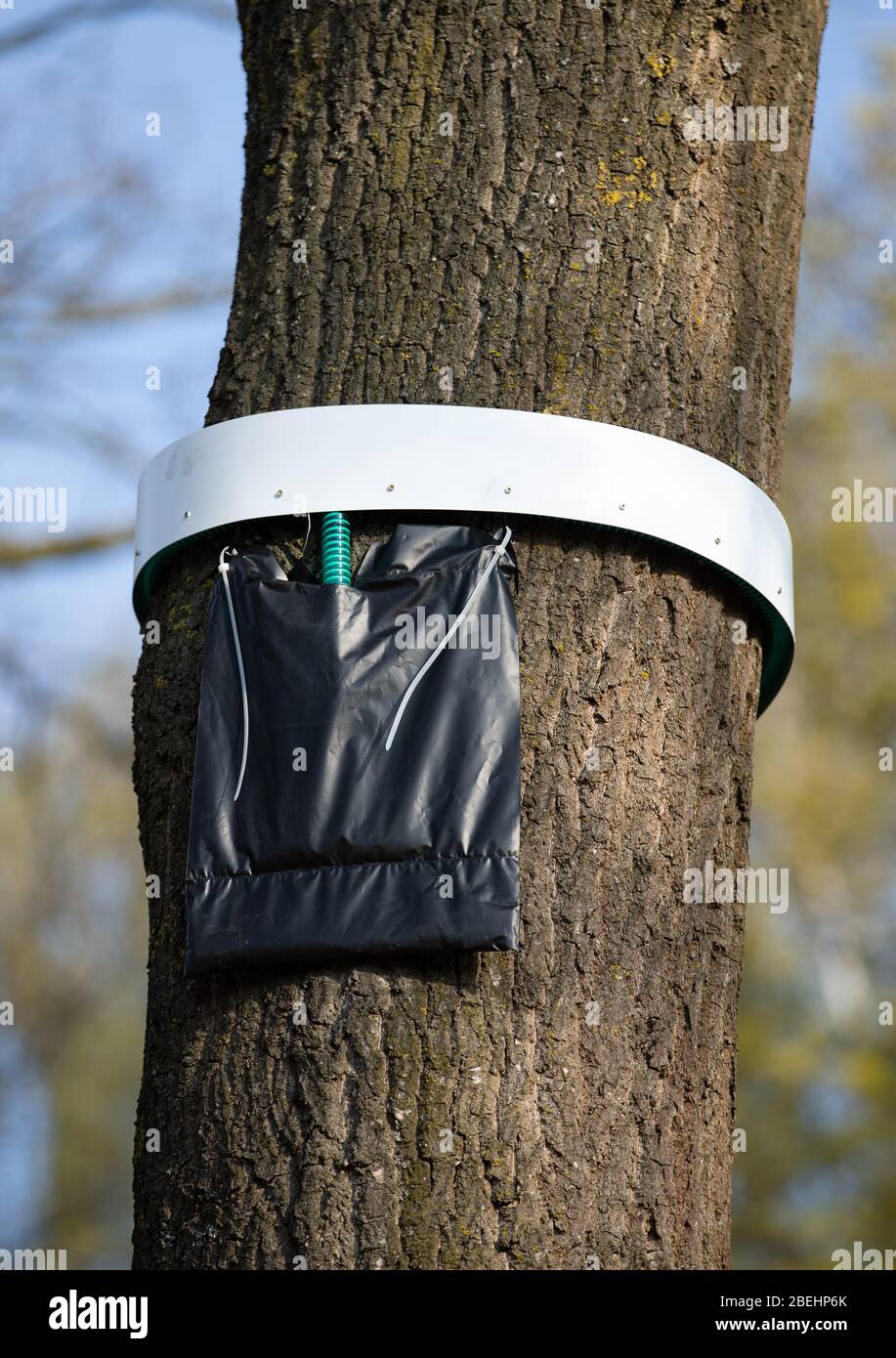 Nordhorn, Germany. 08th Apr, 2020. An oak processional moth trap hangs ...