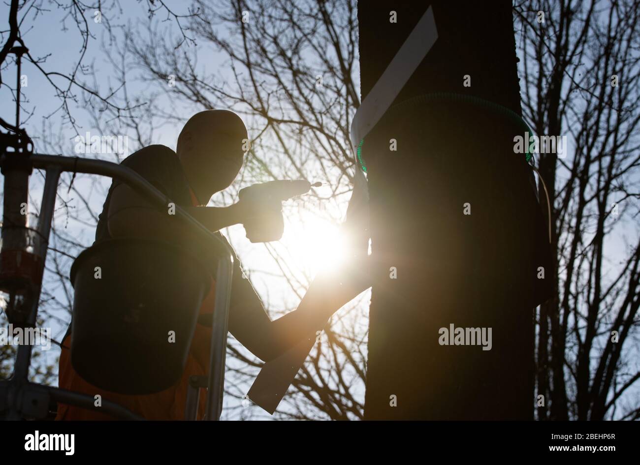 Nordhorn, Germany. 08th Apr, 2020. Tree-keeper Andre Kuipers installs ...
