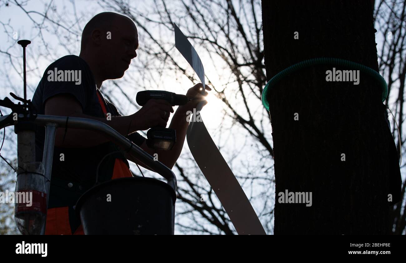 Nordhorn, Germany. 08th Apr, 2020. Tree-keeper Andre Kuipers installs ...