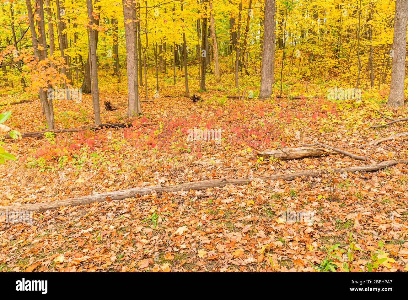Dundas Valley Niagara Escarpment Hamilton Ontario Canada in autumn ...