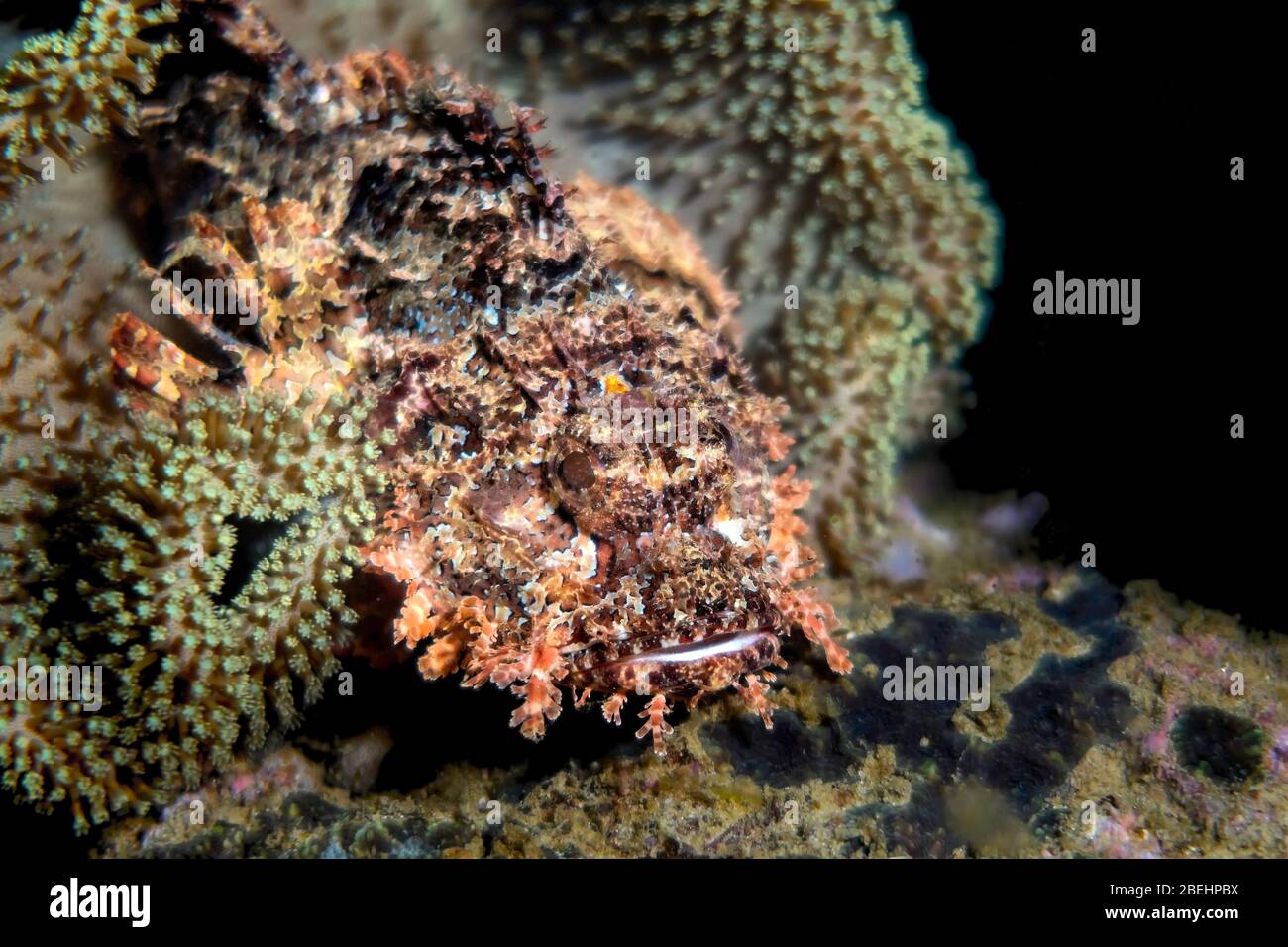 Bearded scorpionfish (Scorpaenopsis barbata) lying rough leather coral ...