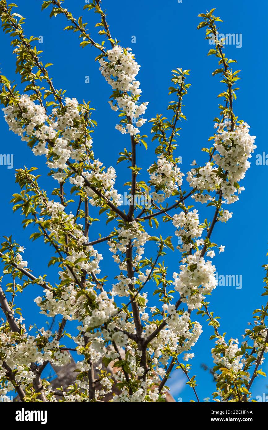 Prunus species hi-res stock photography and images - Alamy