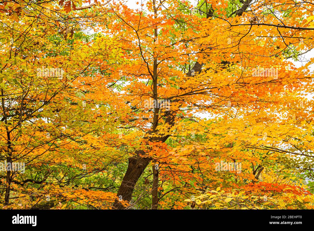 Dundas Valley Niagara Escarpment Hamilton Ontario Canada in autumn ...