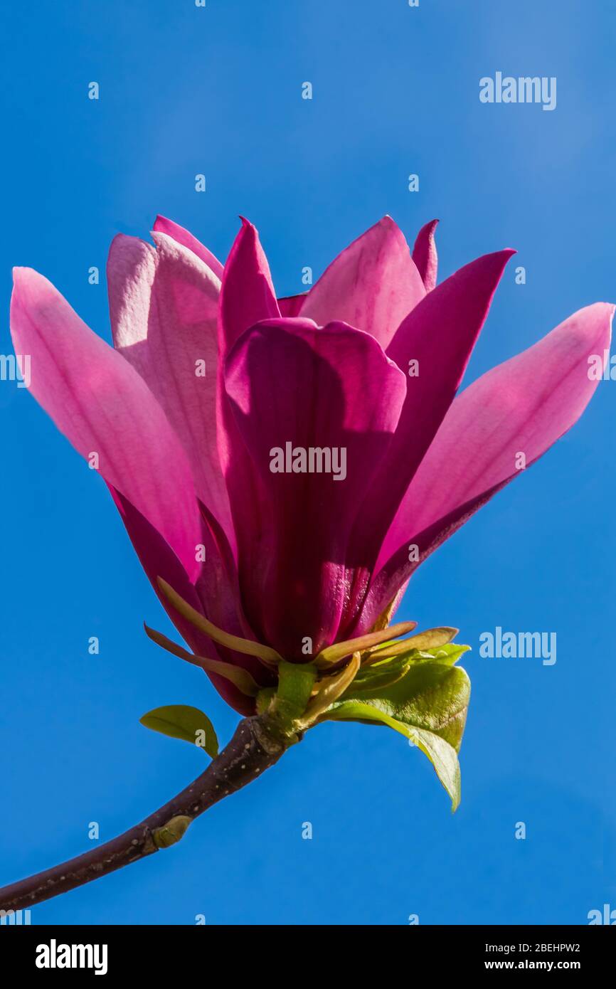 Close up of a single magnolia flower (family Magnoliaceae) against a ...