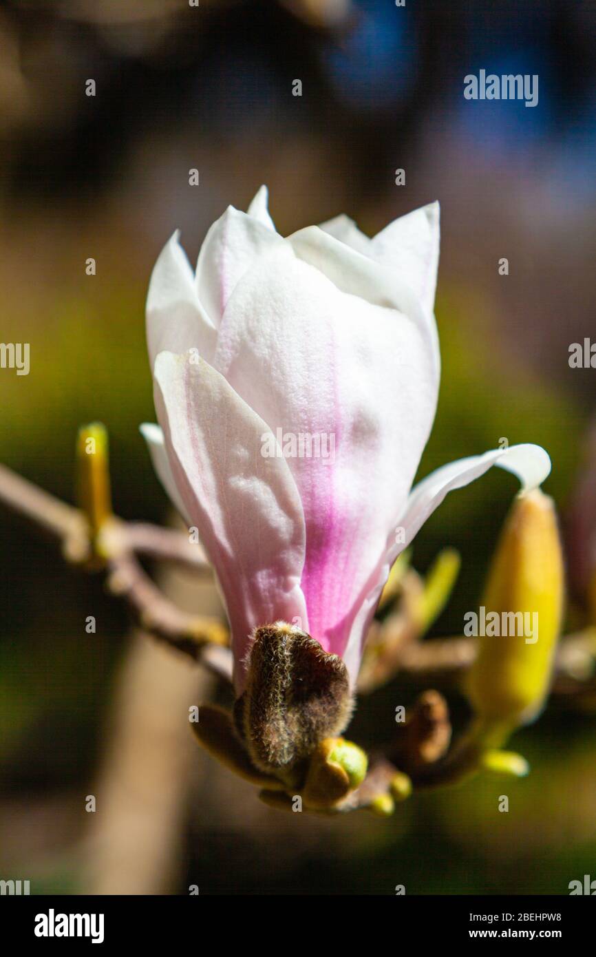 Canadian Magnolia Tree High Resolution Stock Photography and Images - Alamy