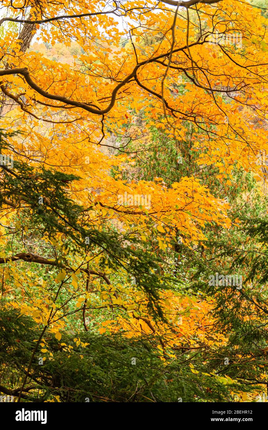 Dundas Valley Niagara Escarpment Hamilton Ontario Canada in autumn ...