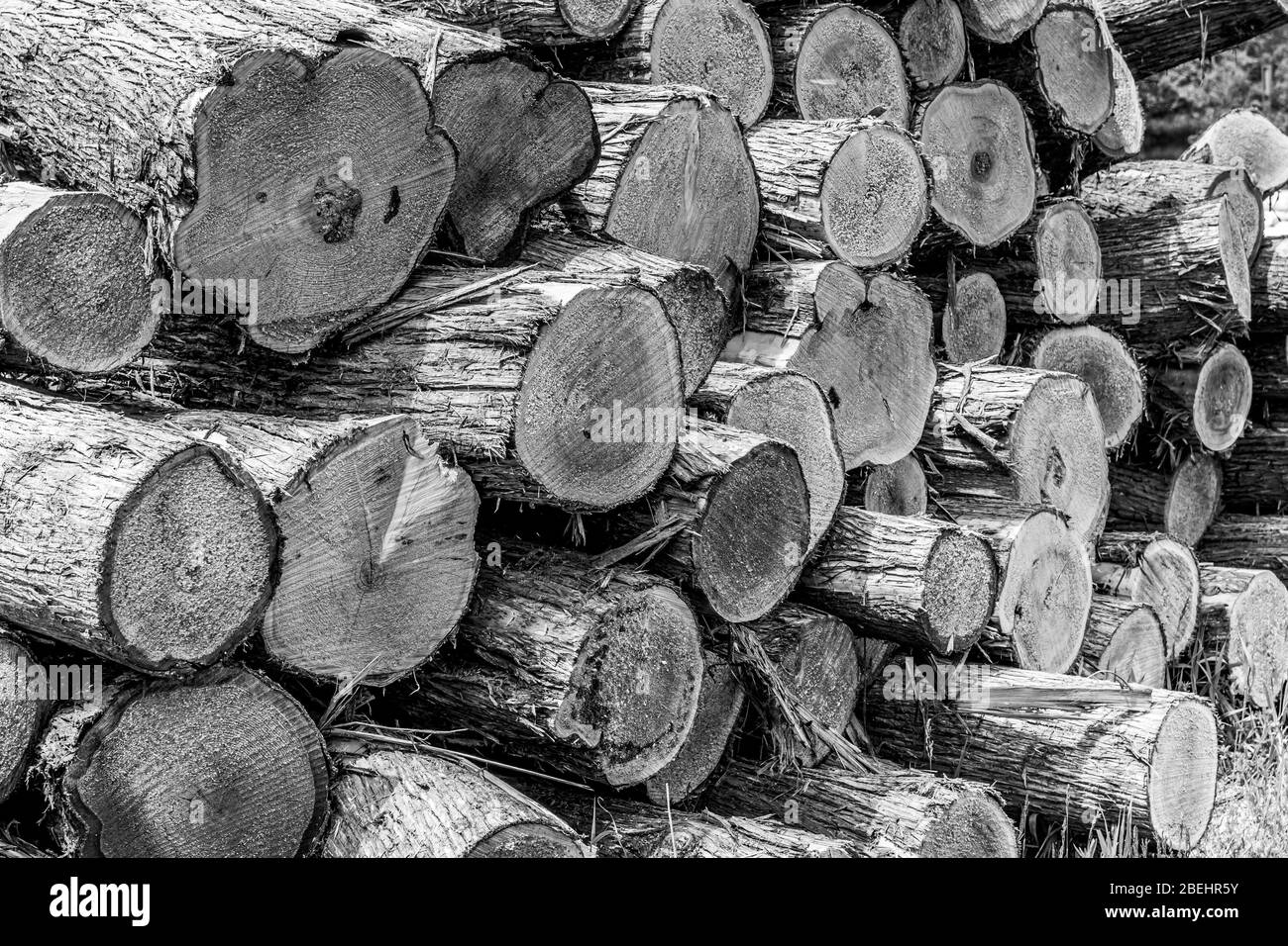 Timber for furniture hi-res stock photography and images - Alamy