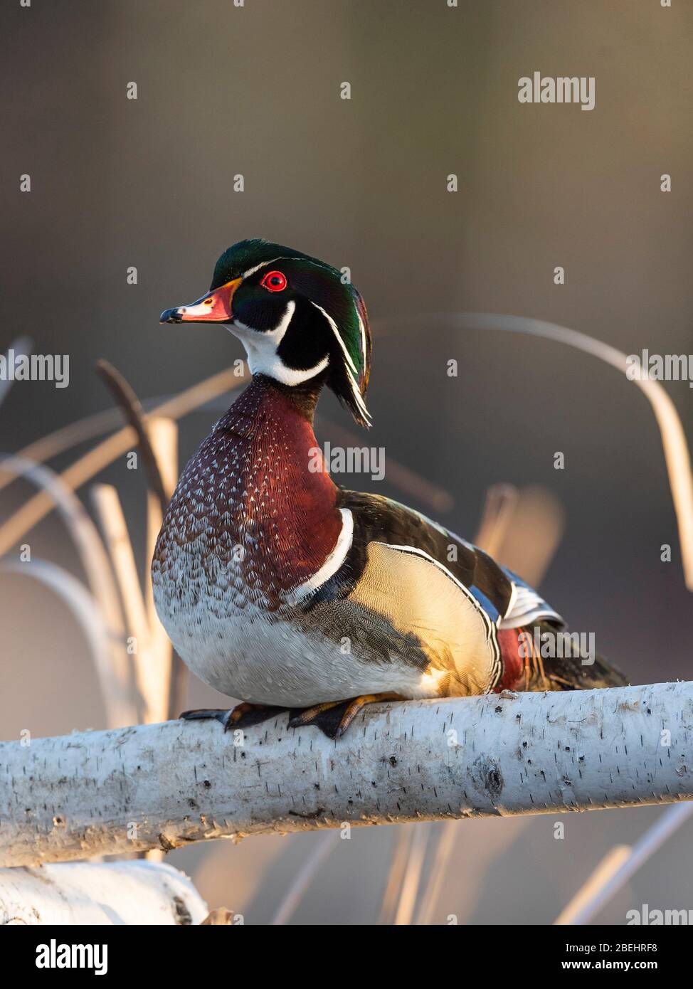 Wood ducks in the spring in Minnesota on a beaver pond Stock Photo - Alamy