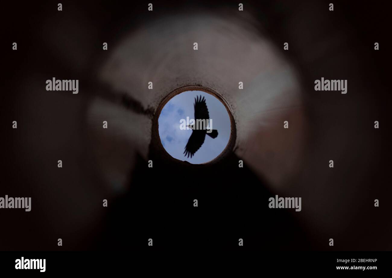 A flying crow seen through a pipe Stock Photo - Alamy