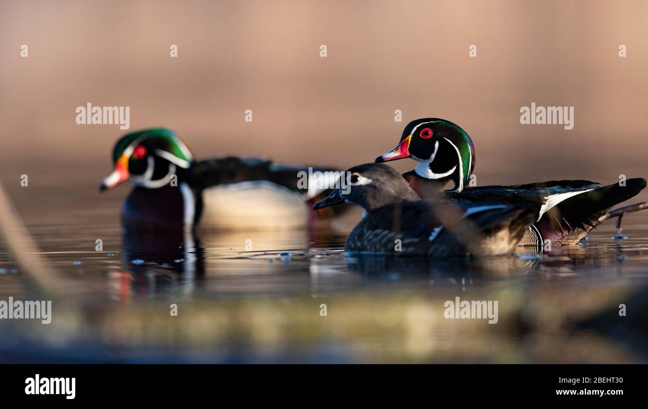 Wood ducks in the spring in Minnesota on a beaver pond Stock Photo - Alamy