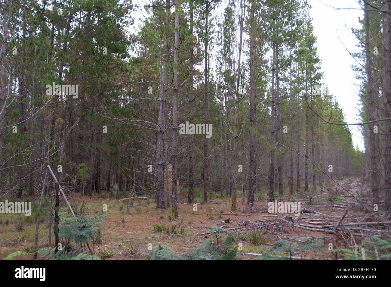 Logging in a forest. Deforestation, forestry industry landscape Stock ...