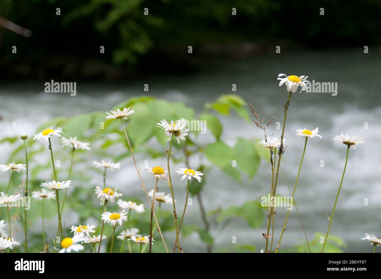 Floral background of wild daisy flowers in the forest with river on the ...