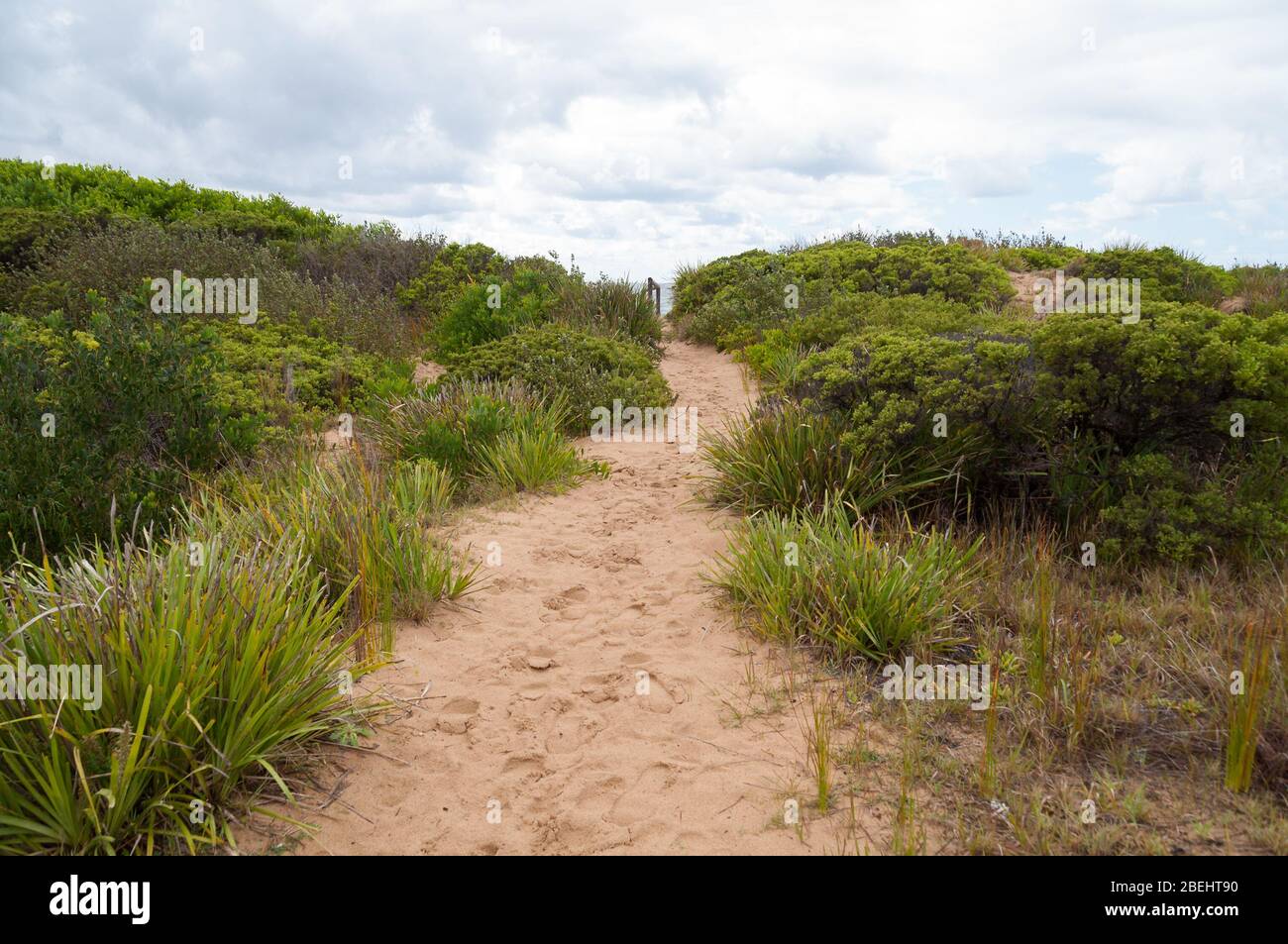 Summer landscape with sandy pathway and coastal dunes vegetation ...