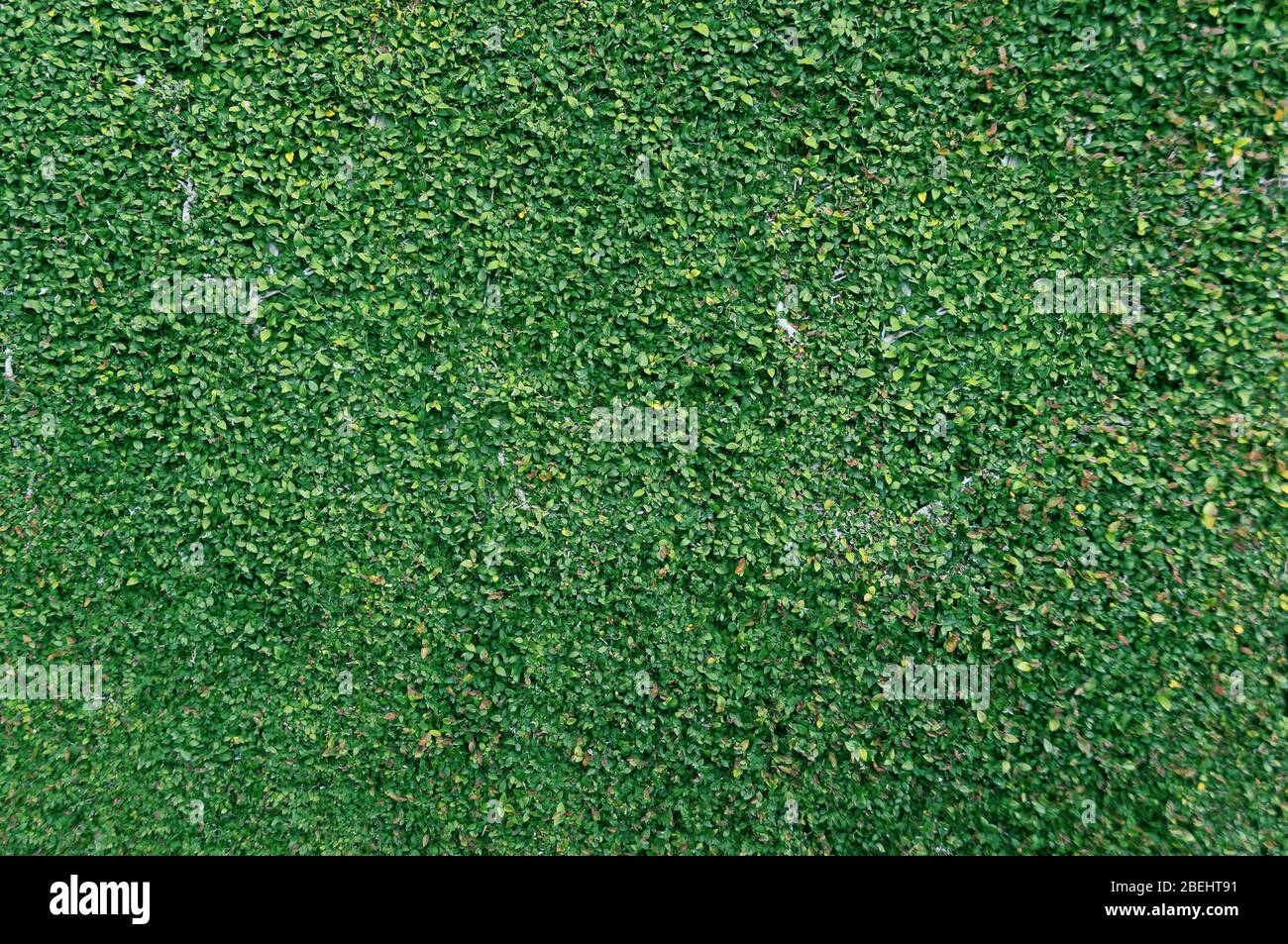 Bright green grass, lawn or turf texture. Nature texture background ...