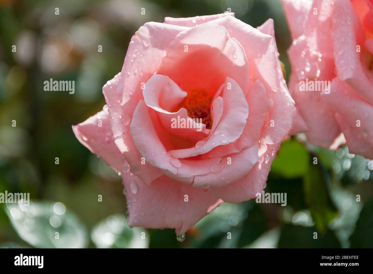 The queen elizabeth rose hi-res stock photography and images - Alamy