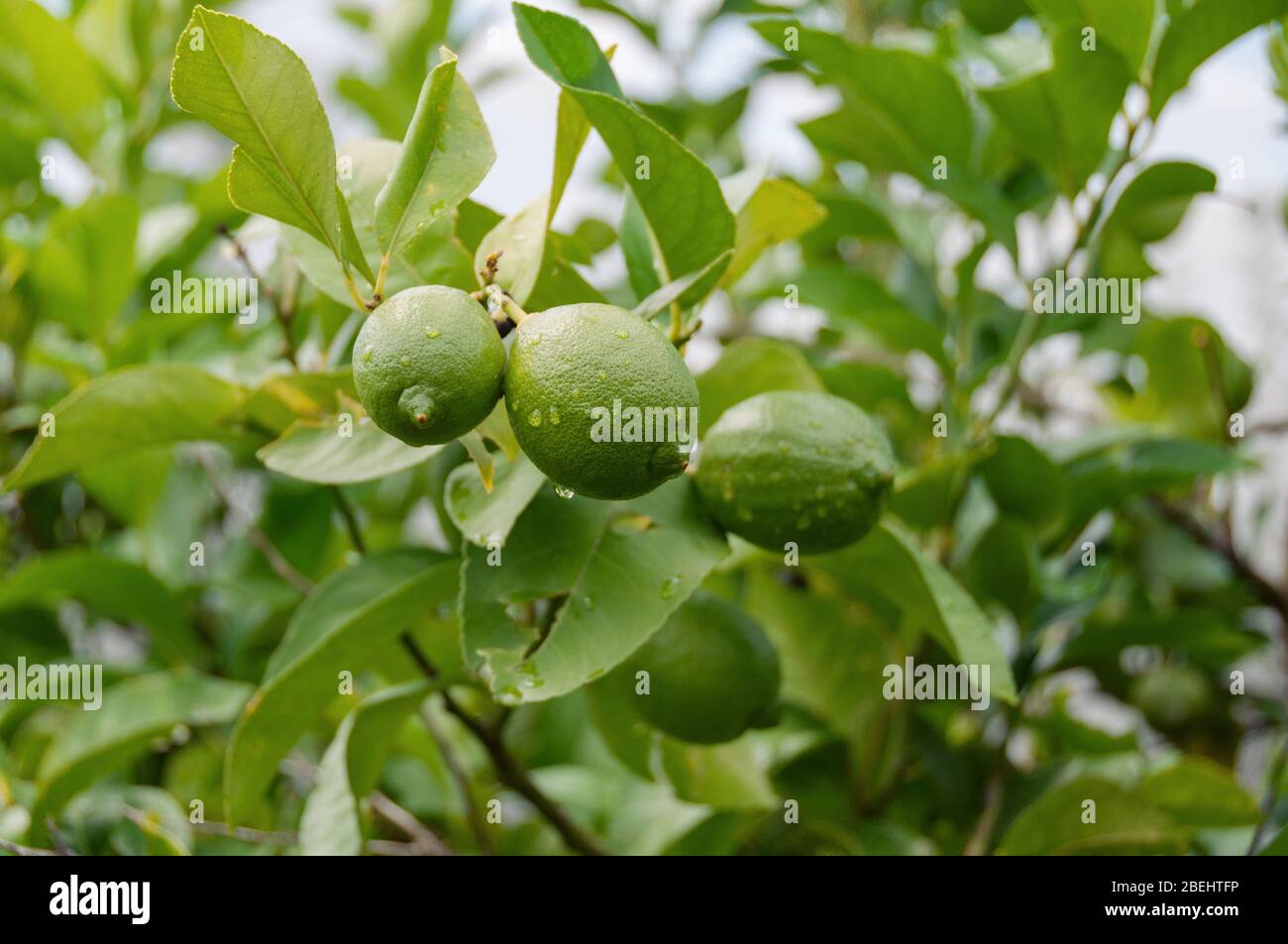 Green lemons, limes on a tree. Growing food in orchard, garden ...
