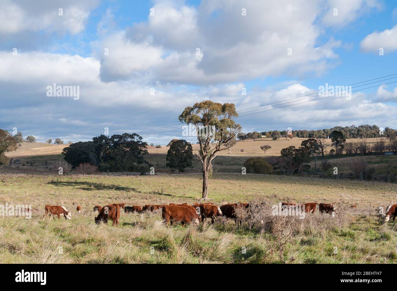 Red and white cows grazing on paddock with Australian landscape on the ...