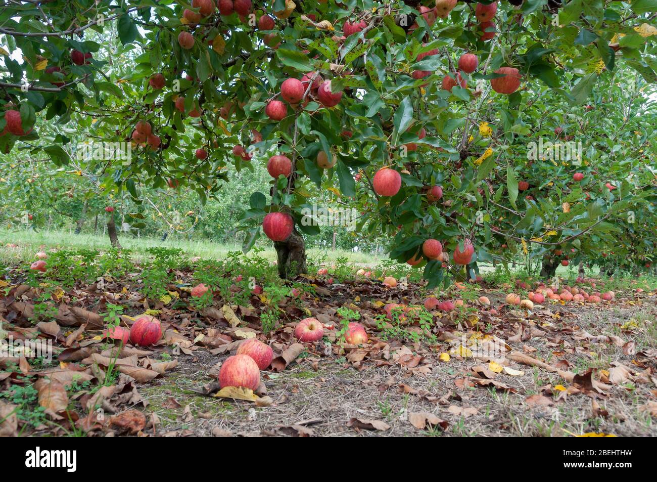 Apple orchard with ripe red apples hanging on trees. Nature background ...