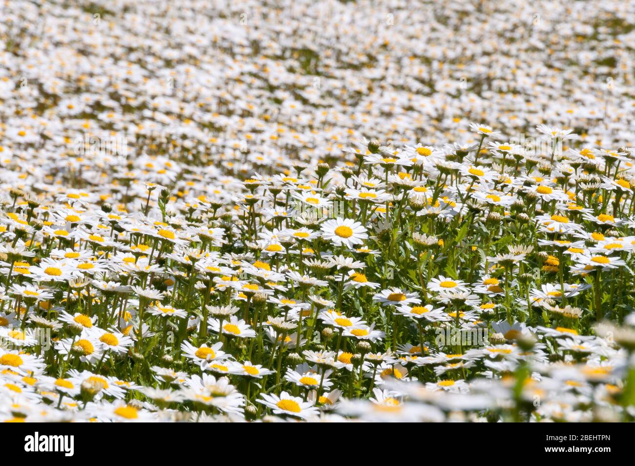 Field of white daisy flowers, nature background. White spring flowers ...