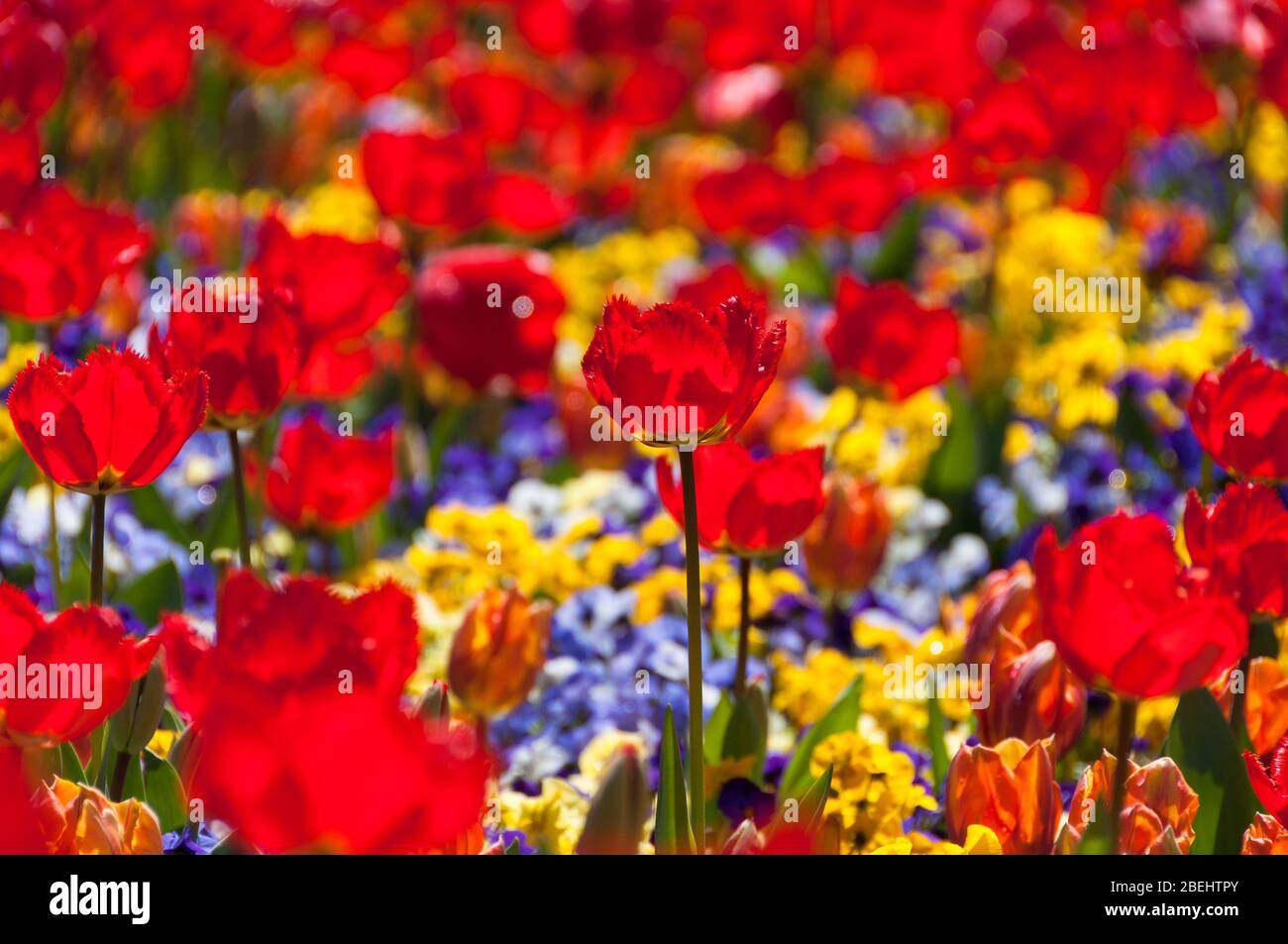 Bright red tulip on a flower field close up. Bright spring flowers nature background Stock Photo ...