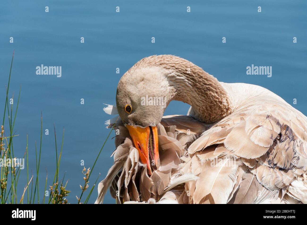Greylag Goose Teeth