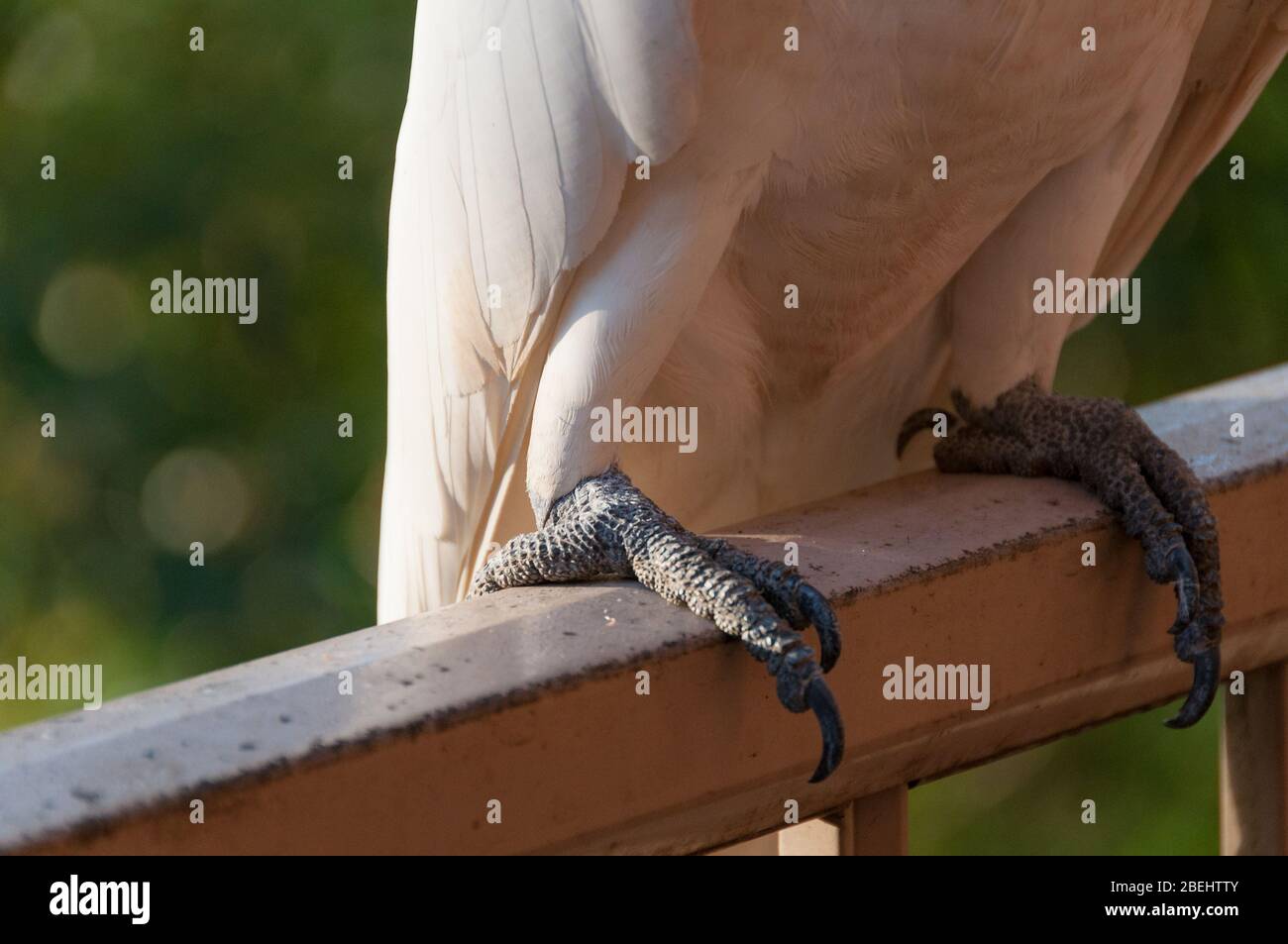 Close up of sulphur-crested cockatoo bird feet. Australian wildlife ...