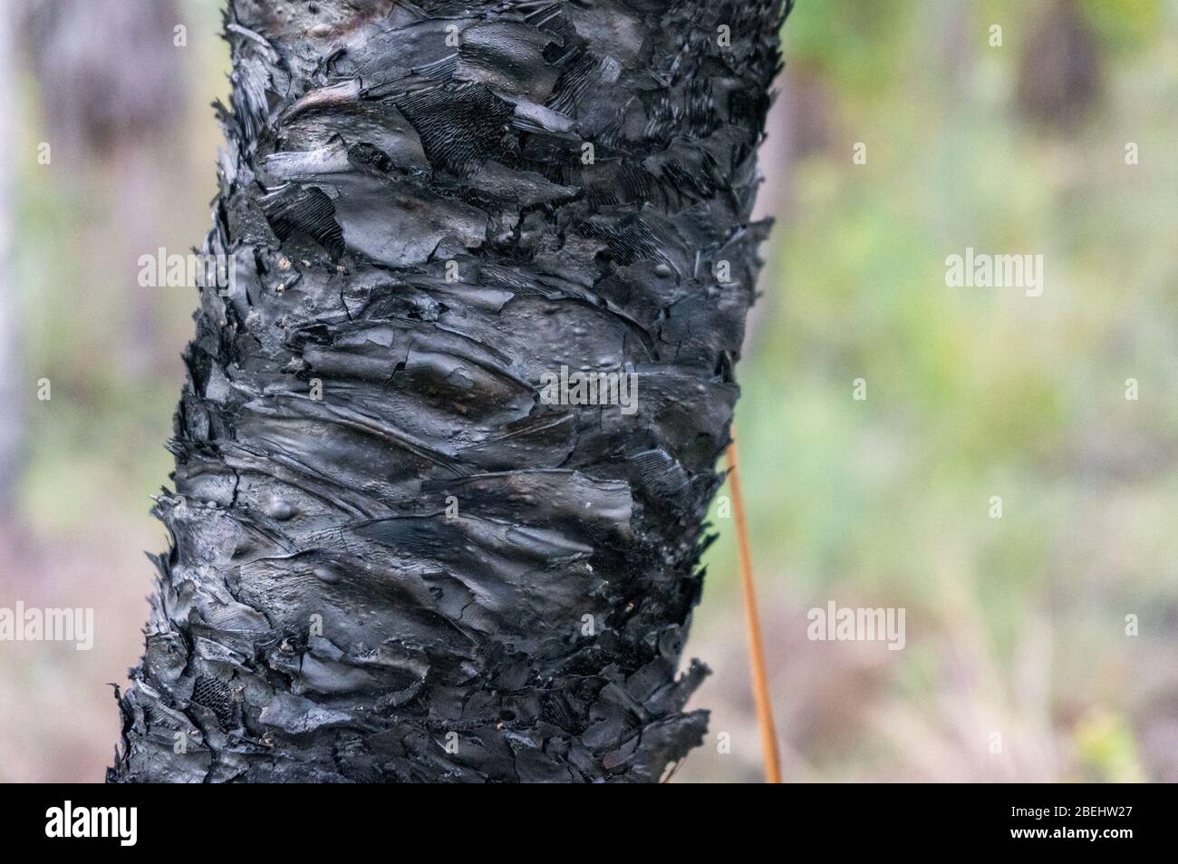 Close up of black burnt tree trunk surface texture. Wildfire nature ...