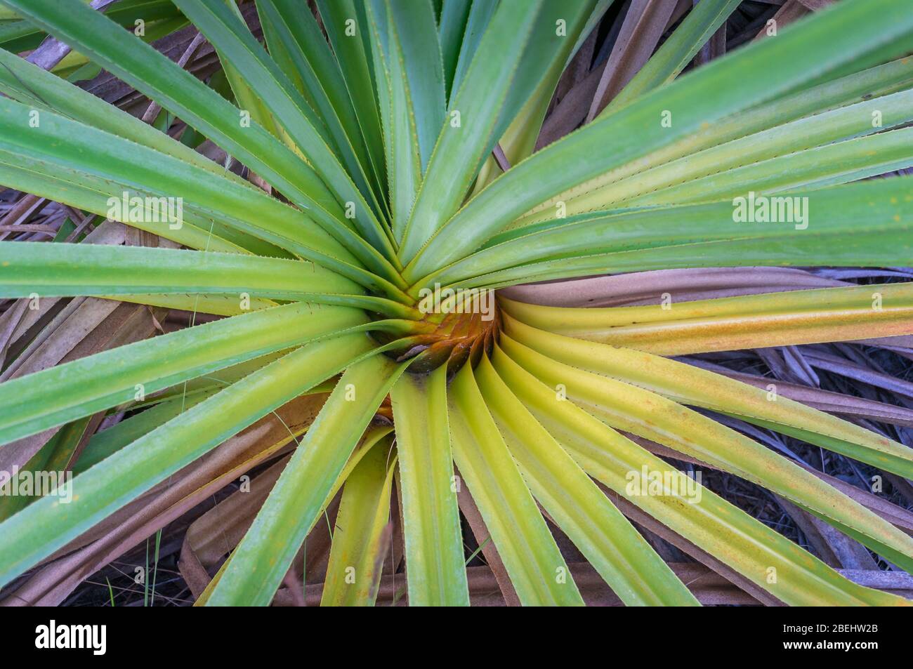 Close up of pandan or pandanus plant with spiral leaves base texture ...