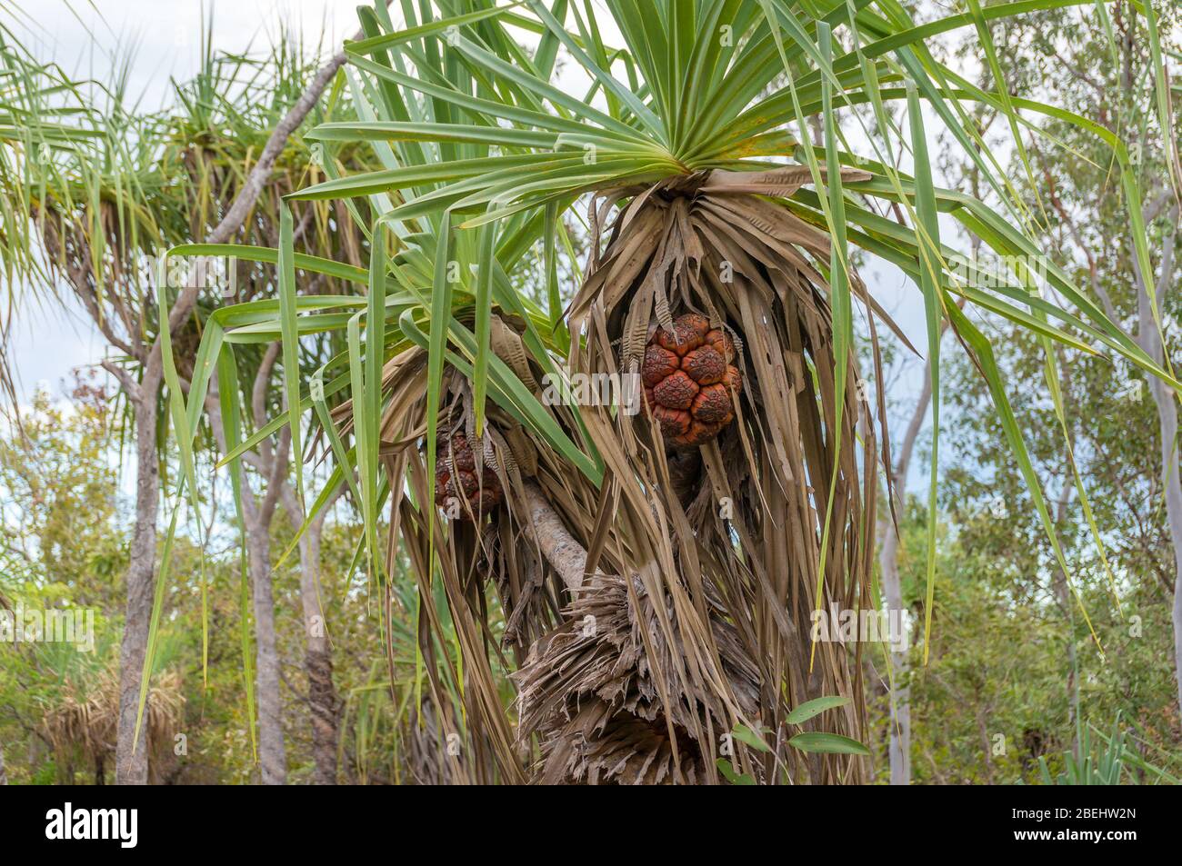Pandanus palm with green leaves and ripe fruits nature background ...