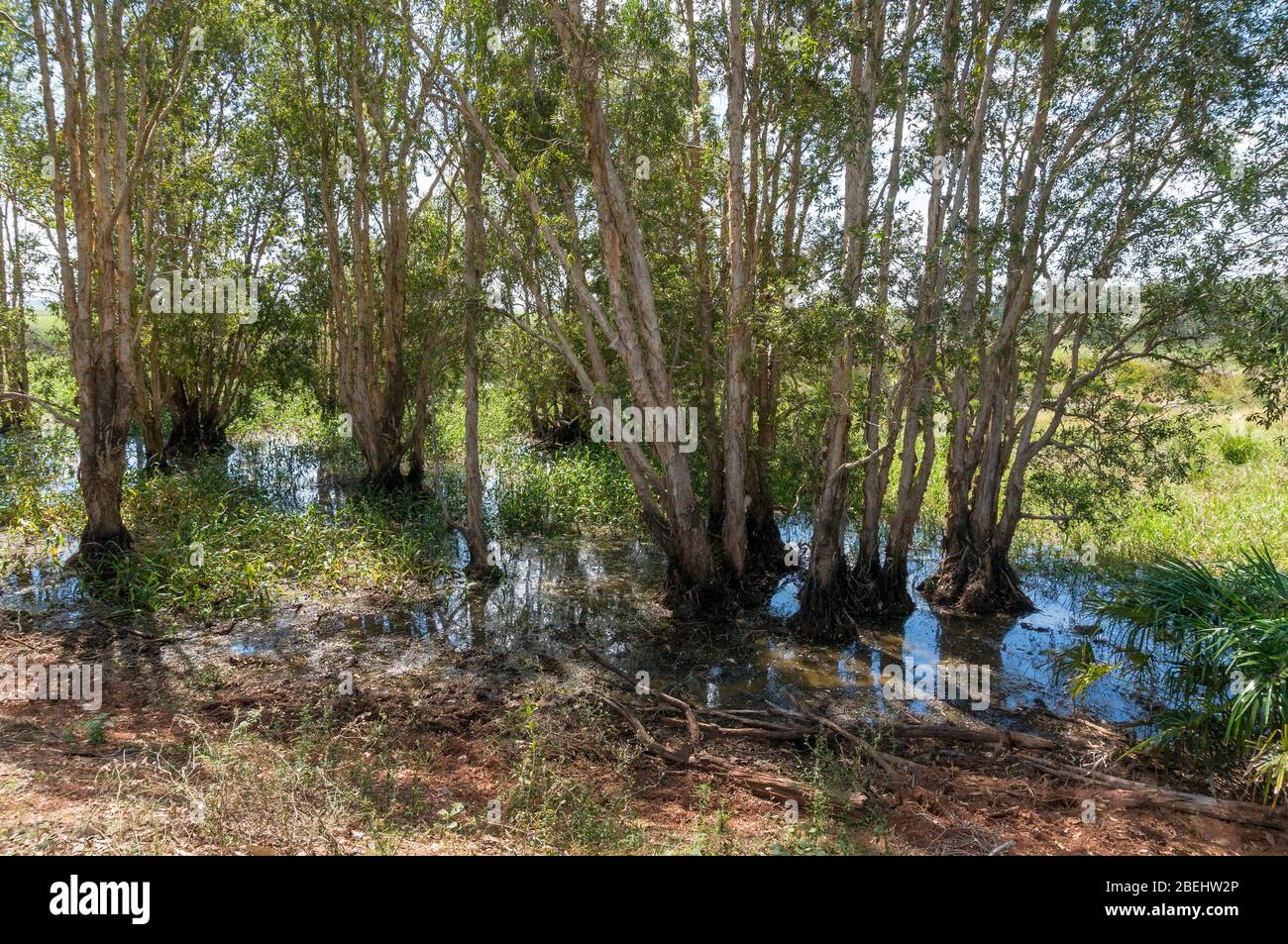 Nature background of flooding with eucalyptus trees in water. Natural ...