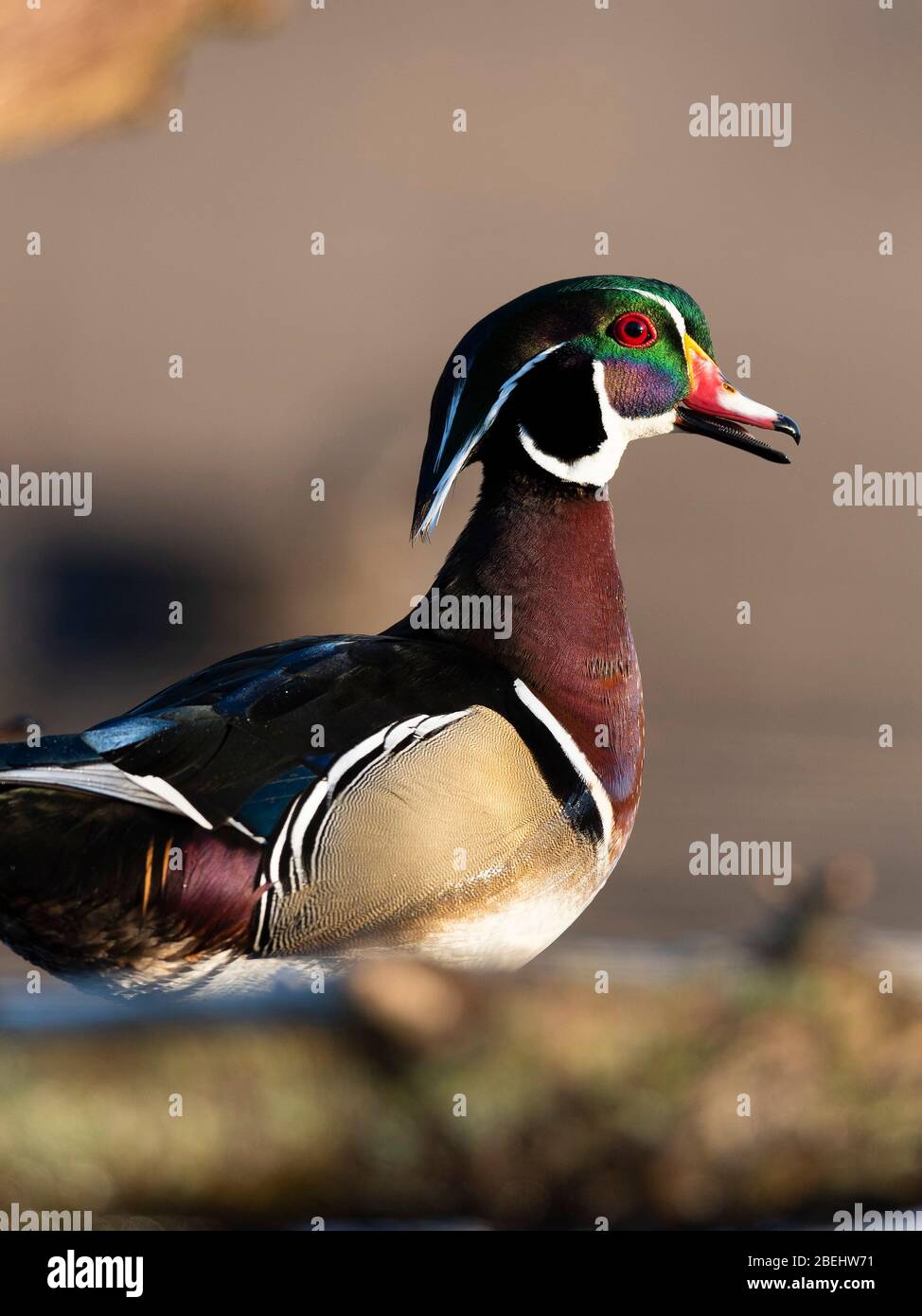 Wood ducks in the spring in Minnesota on a beaver pond Stock Photo - Alamy