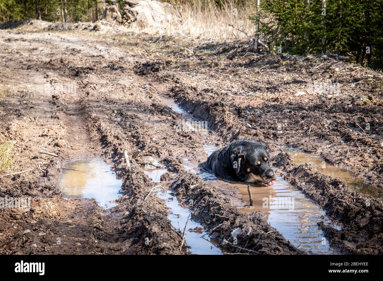 Mud bath diving hi-res stock photography and images - Alamy