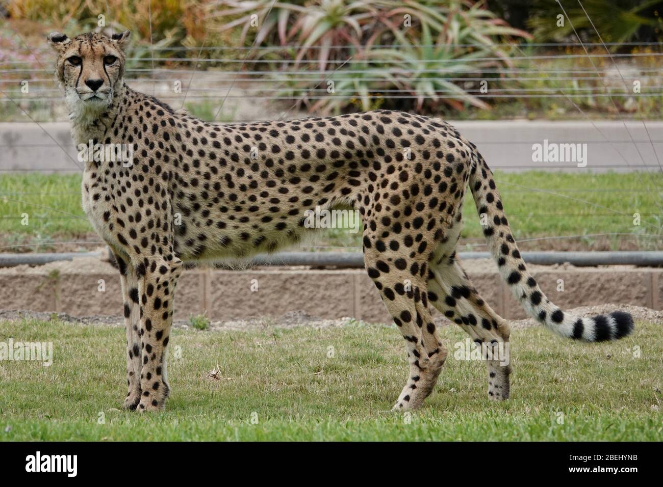Leopard spotted hi-res stock photography and images - Alamy