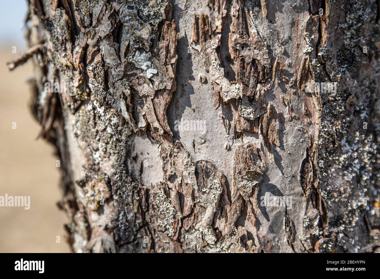 Texture bark old apple hi-res stock photography and images - Alamy