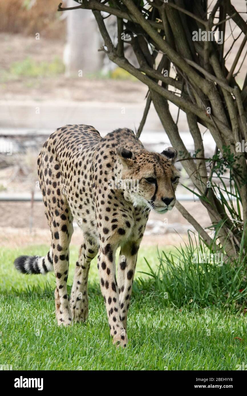 Leopard spotted hi-res stock photography and images - Alamy