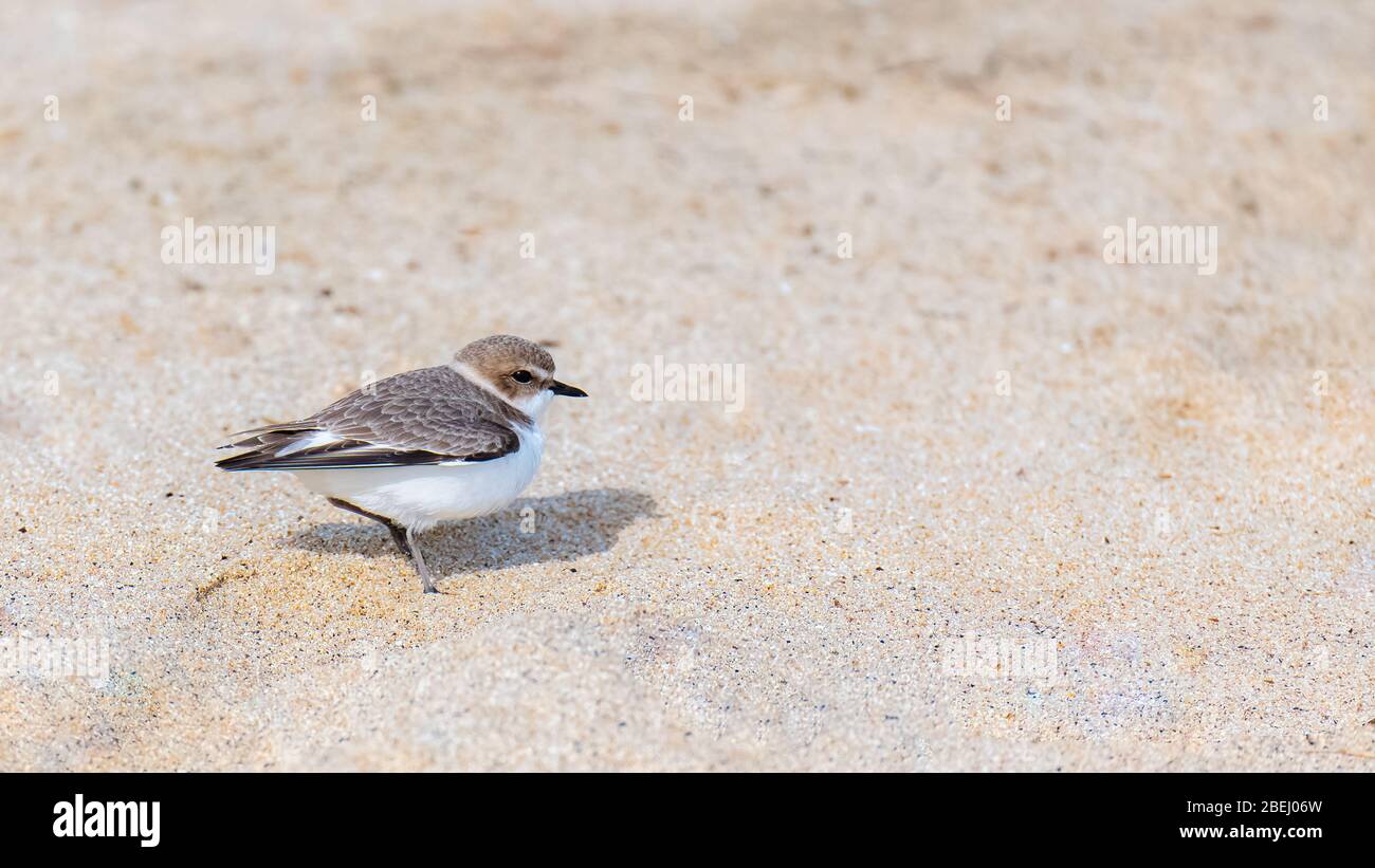 A sanderling walking on the beach in California Stock Photo - Alamy