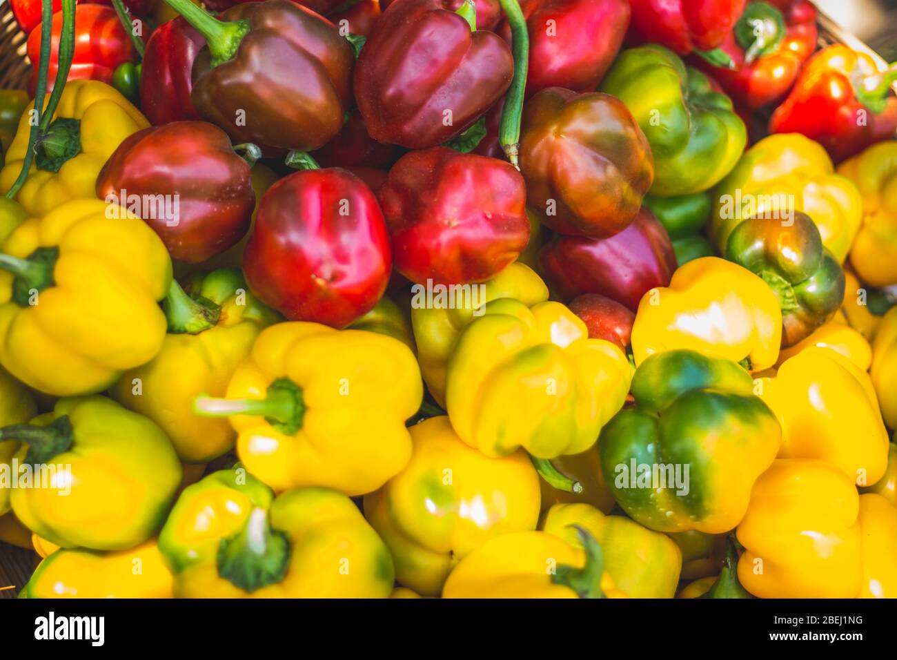 Capsicum Mix Color, Bell Pepper Misticanza - Vegetable Seeds. Bell ...