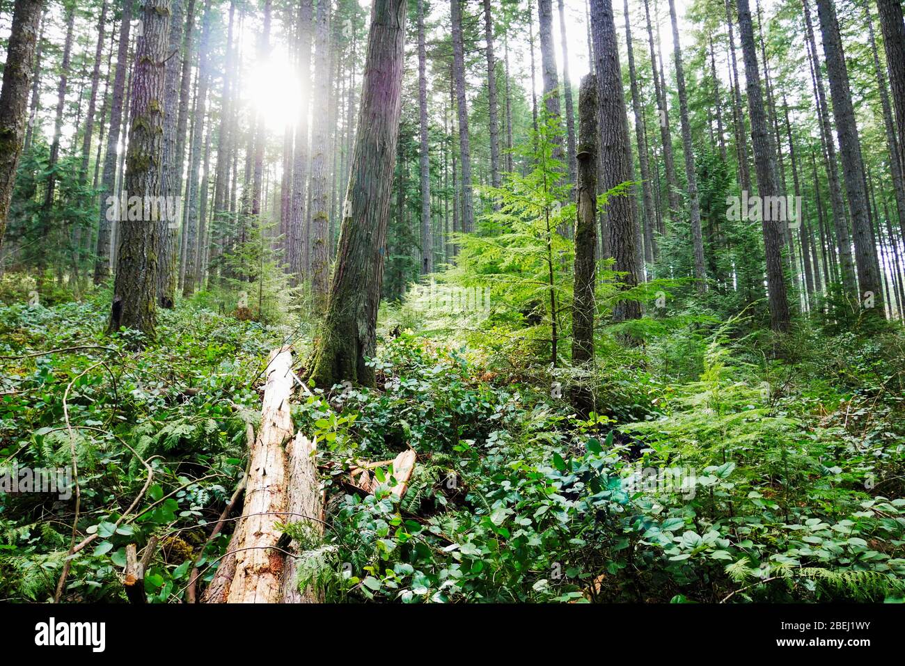 Sunlight coming through the trees hi-res stock photography and images ...